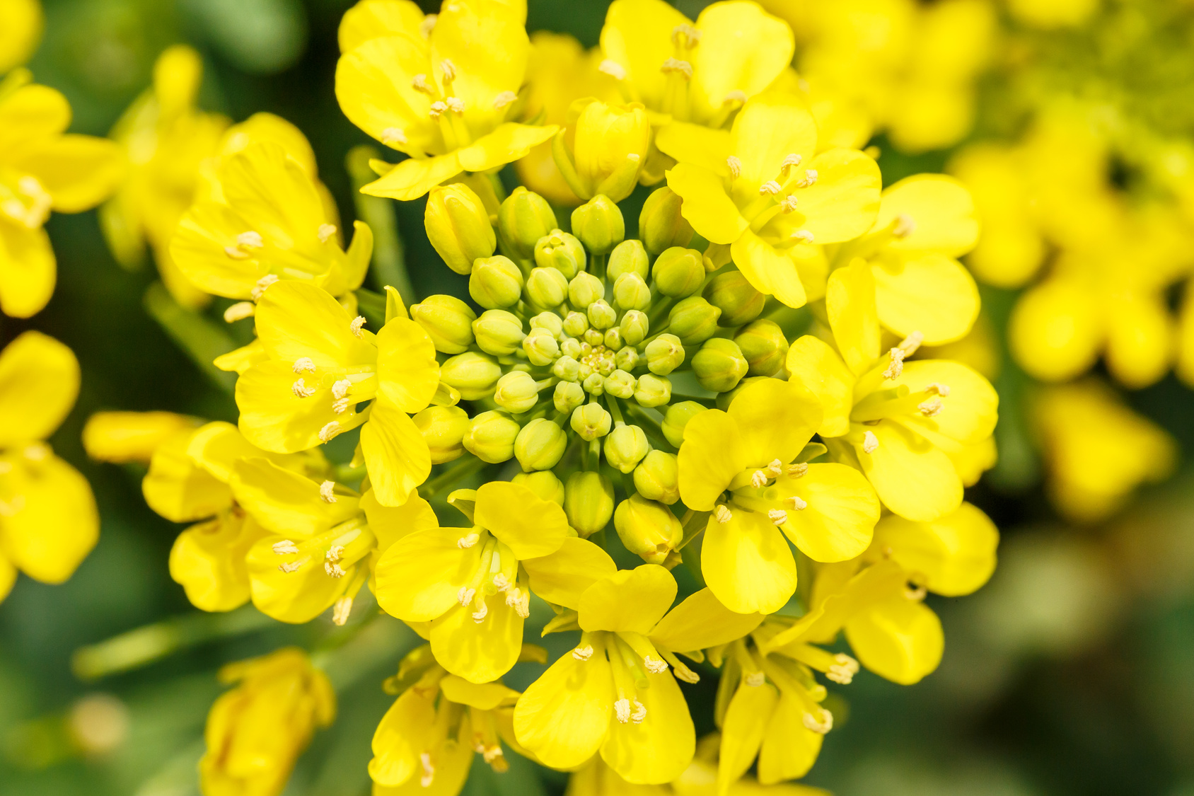 OLVEA - Rapeseed oil