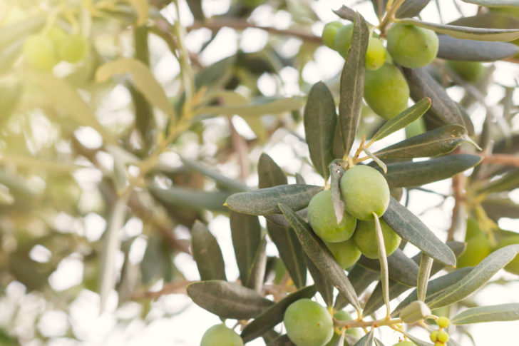 OLVEA Vegetable Oils - From sources you can trust