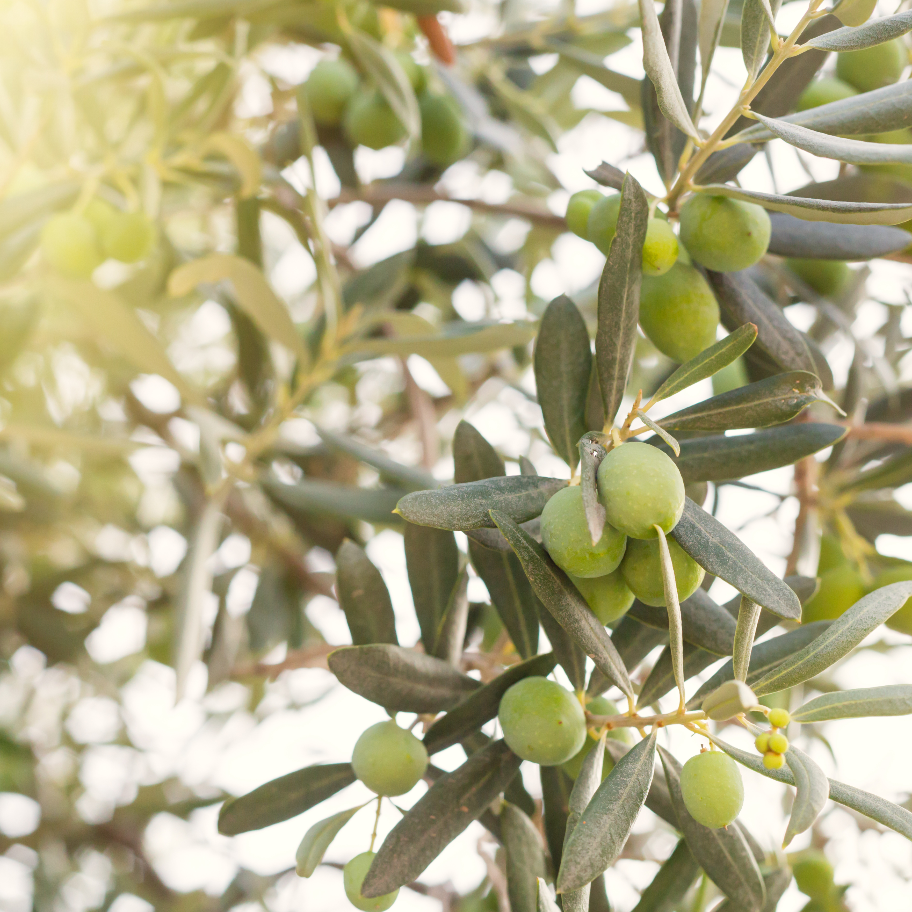 Development of an Olive oil supply chain in Morocco | OLVEA Vegetable Oils